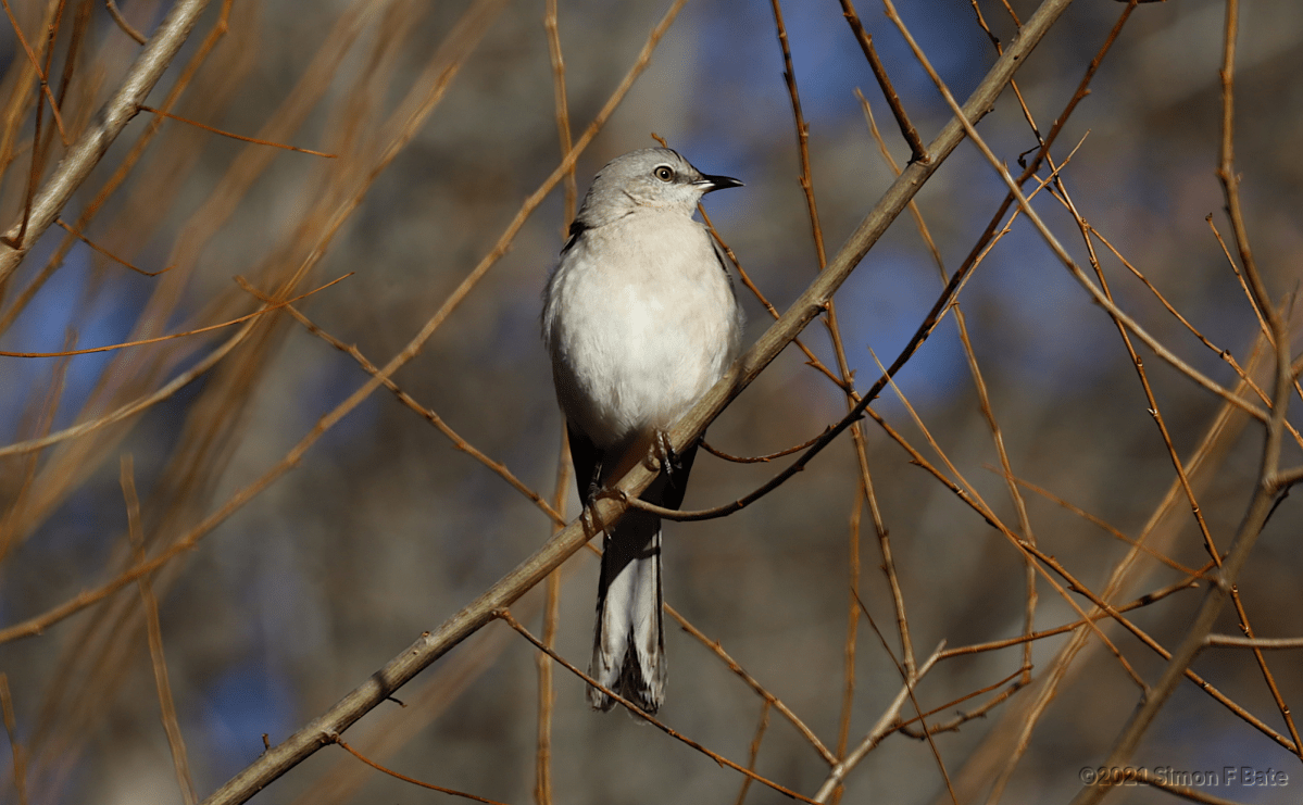 Updated Lists! – Seagroves Walks